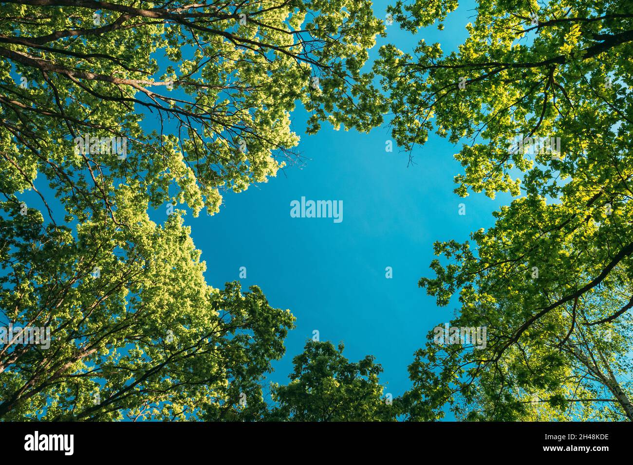 Canopy Of Tall Oak Trees With Young Foliage Leaves. Spring Upper ...