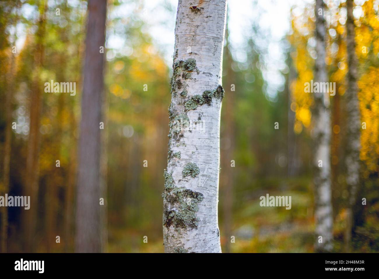 Closeup of a birch growing in a forest under the sunlight in autumn ...