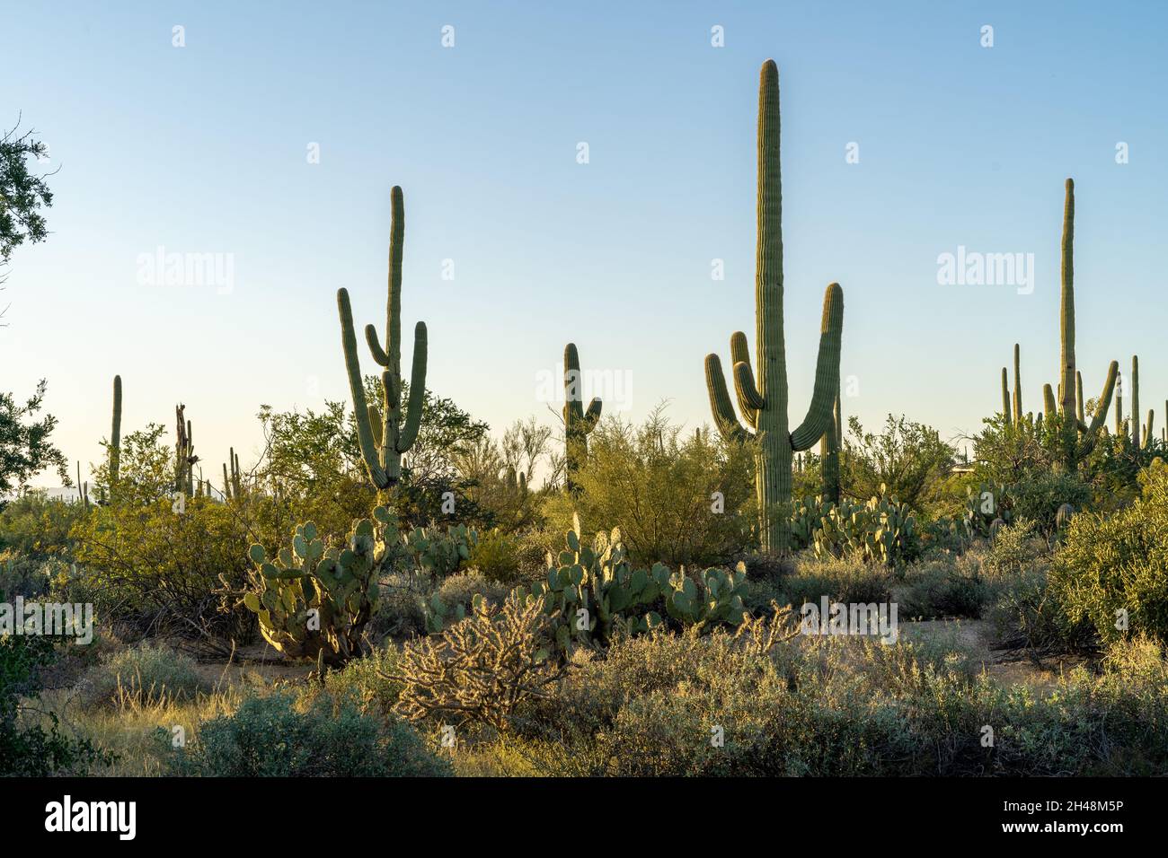 Field of a huge cactus in a botanical garden Stock Photo - Alamy