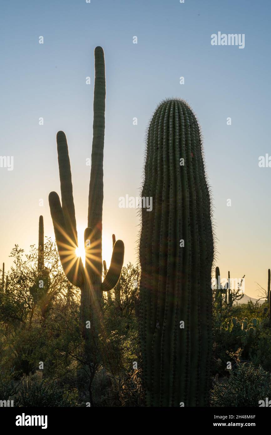Closeup of a huge cactus in a botanical garden Stock Photo - Alamy