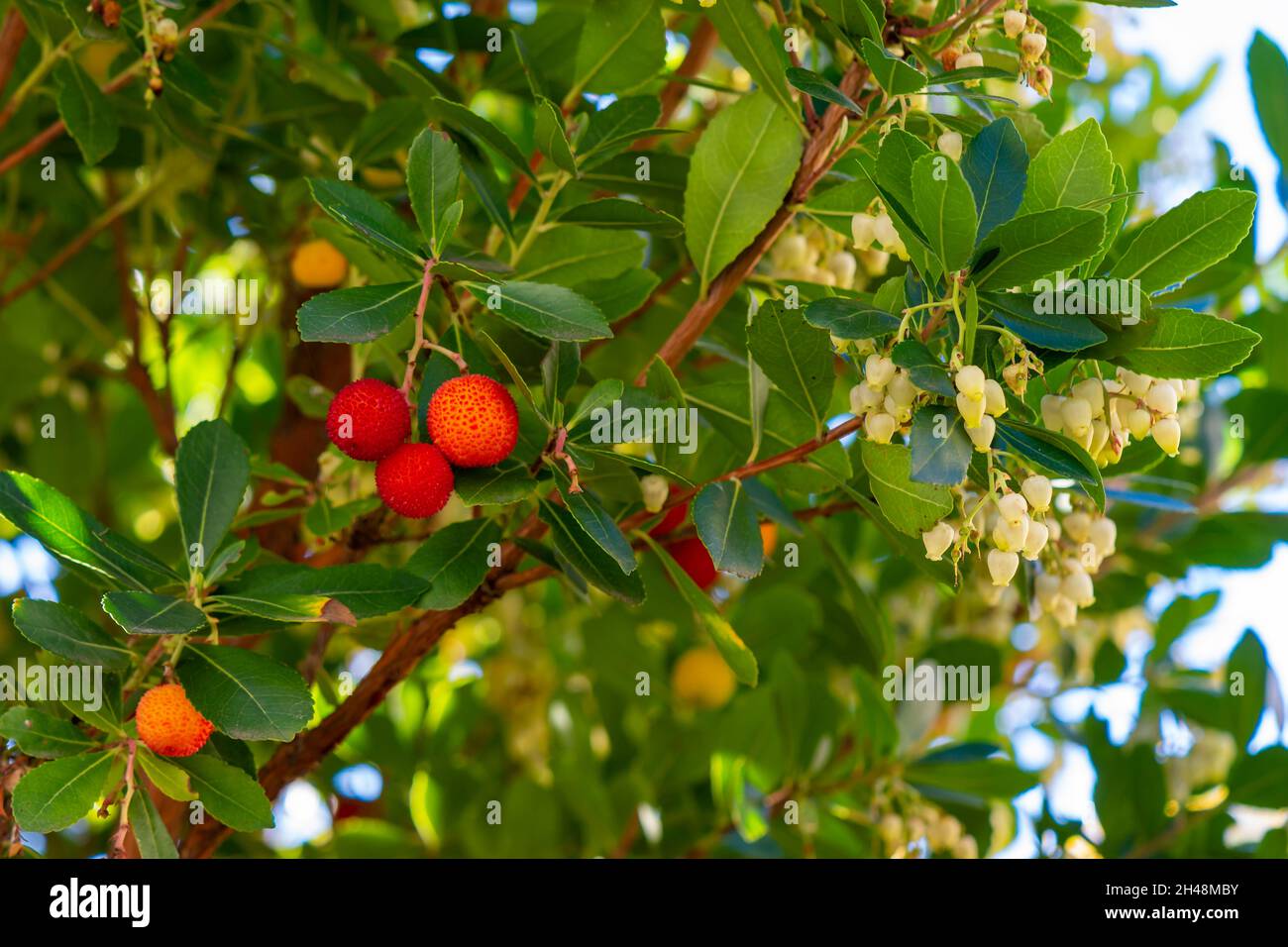 Fruits and flowers of Arbutus Unedo in autumn. Also called arbutus or ...