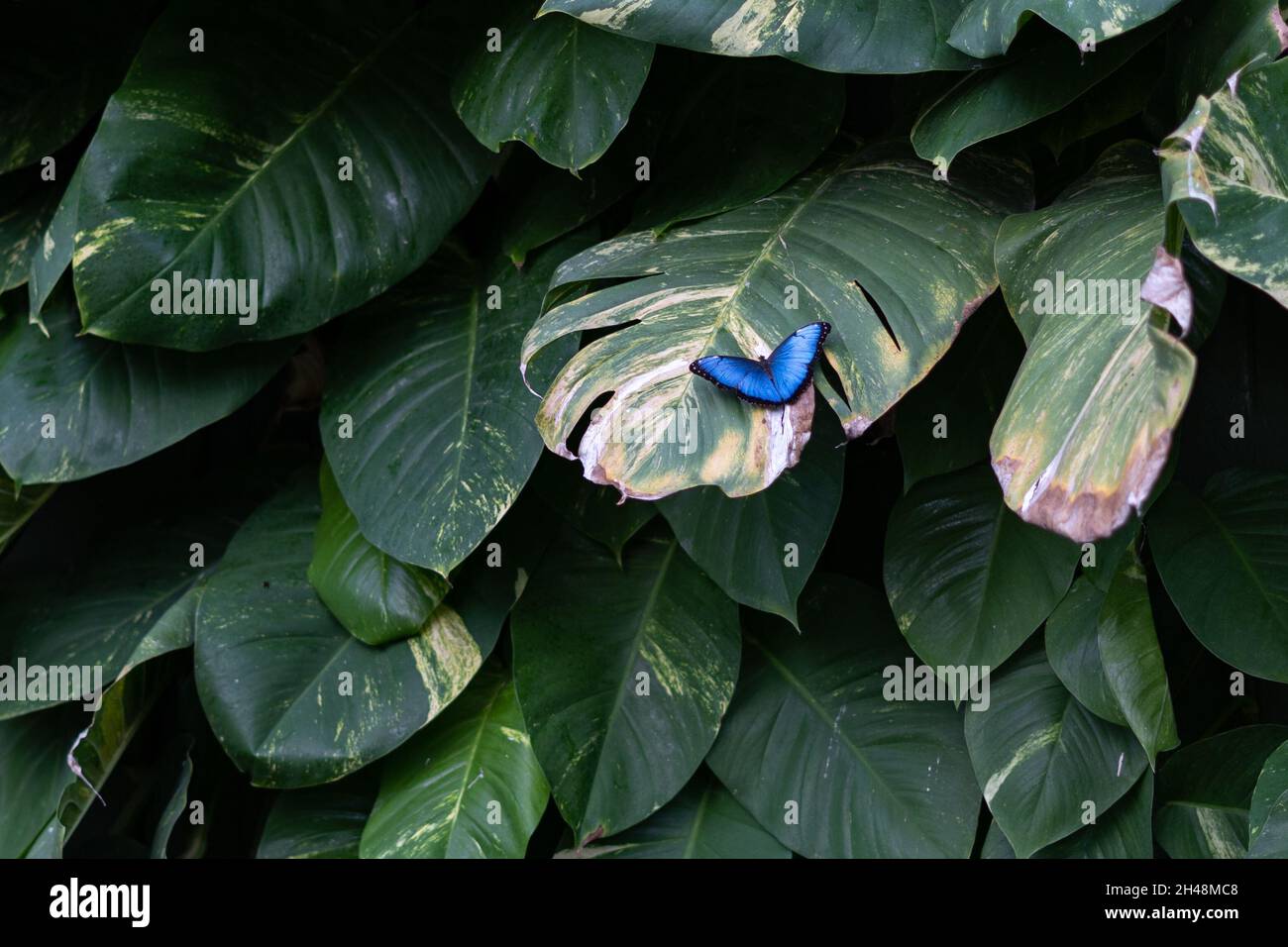 Shallow focus of a blue colored butterfly on big green leaves in Desert Botanical Garden Stock ...