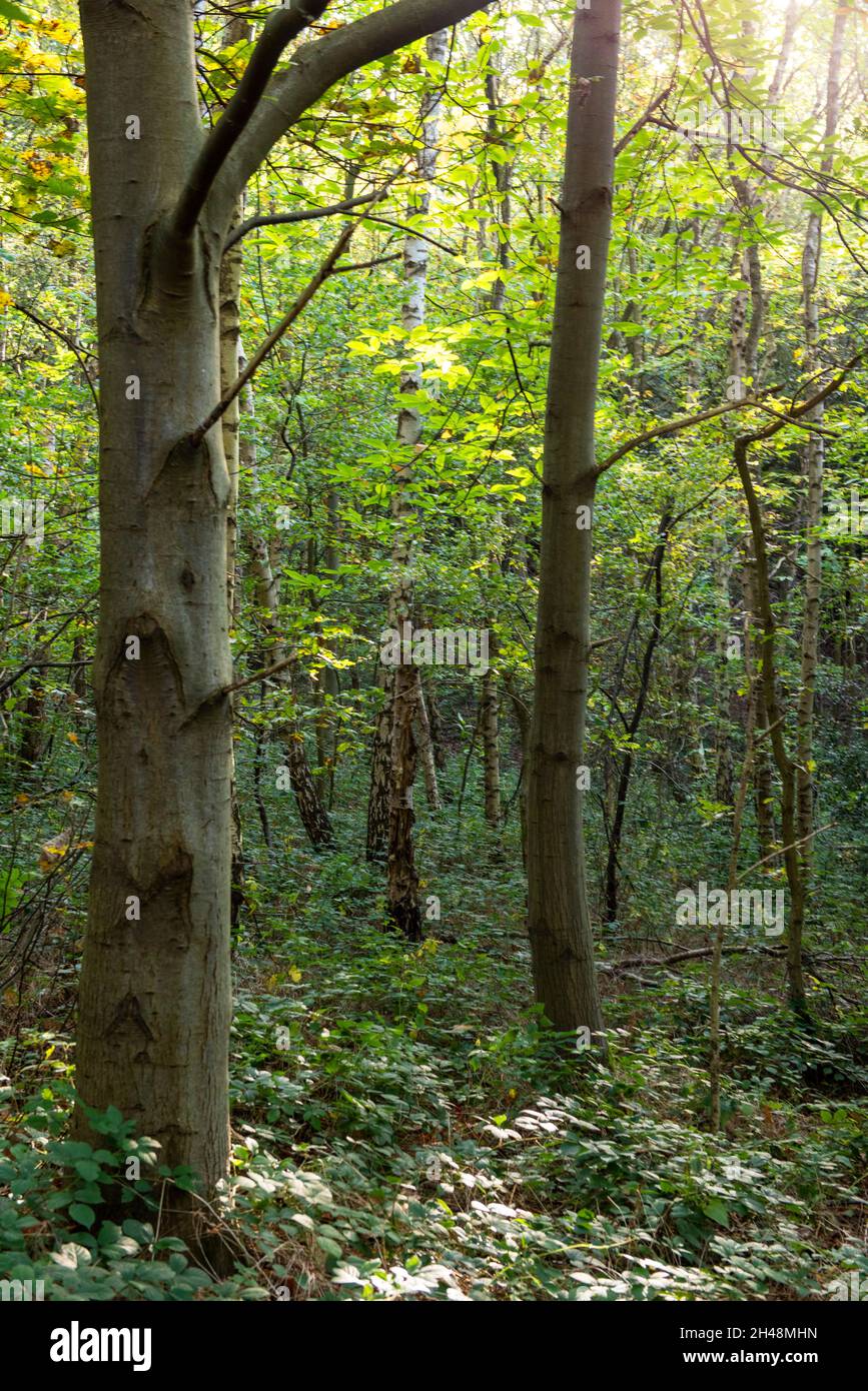 Bestwood village hi-res stock photography and images - Alamy
