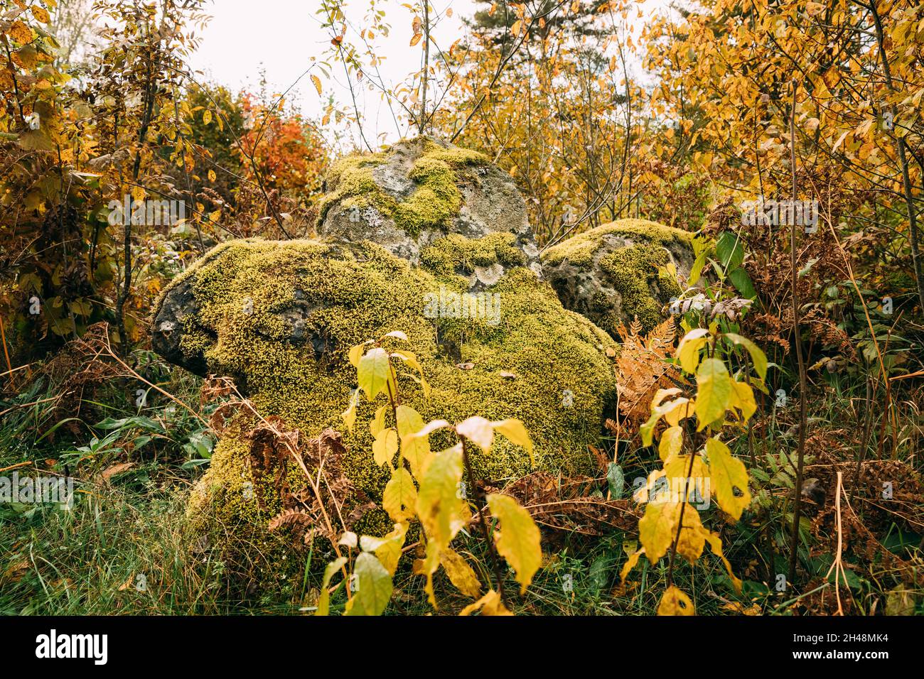 Cross in forest hi-res stock photography and images - Alamy