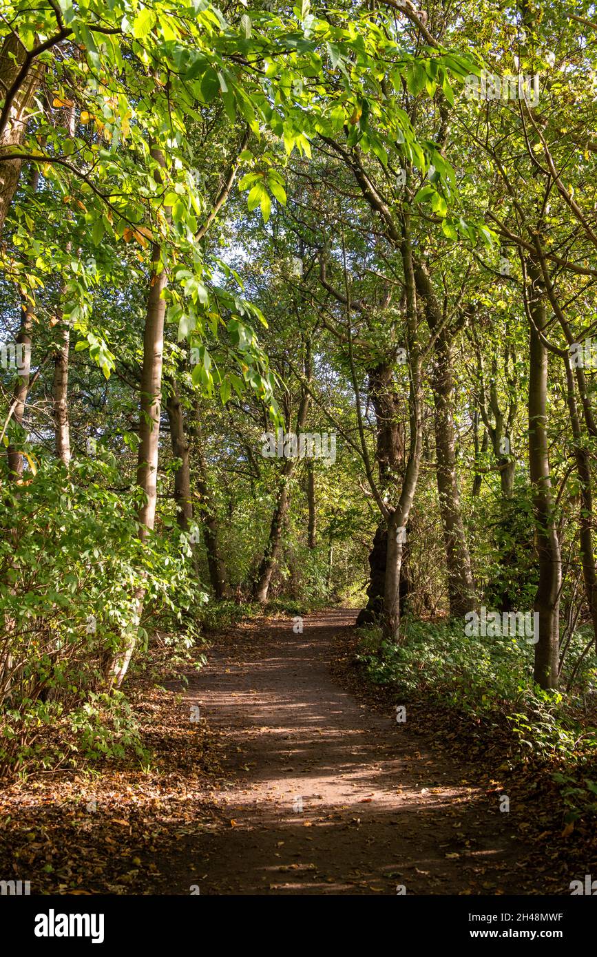 Autumn at Bestwood Country Park, Nottingham Nottinghamshire England UK ...