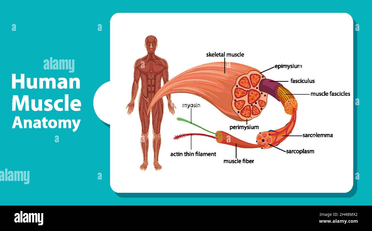 Human muscle anatomy with body anatomy illustration Stock Vector Image ...