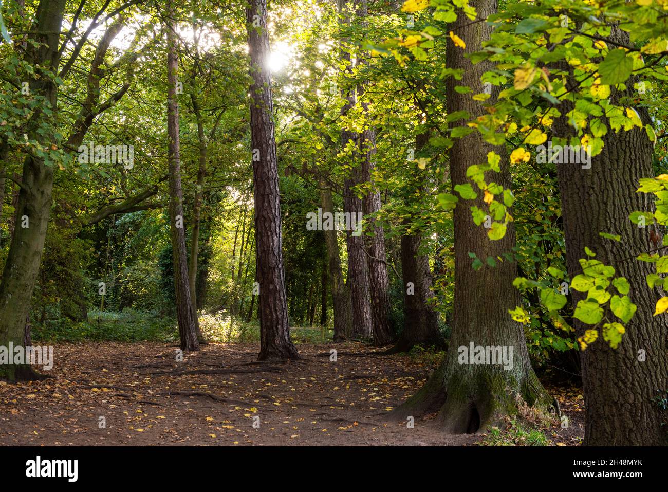 Autumn at Bestwood Country Park, Nottingham Nottinghamshire England UK ...