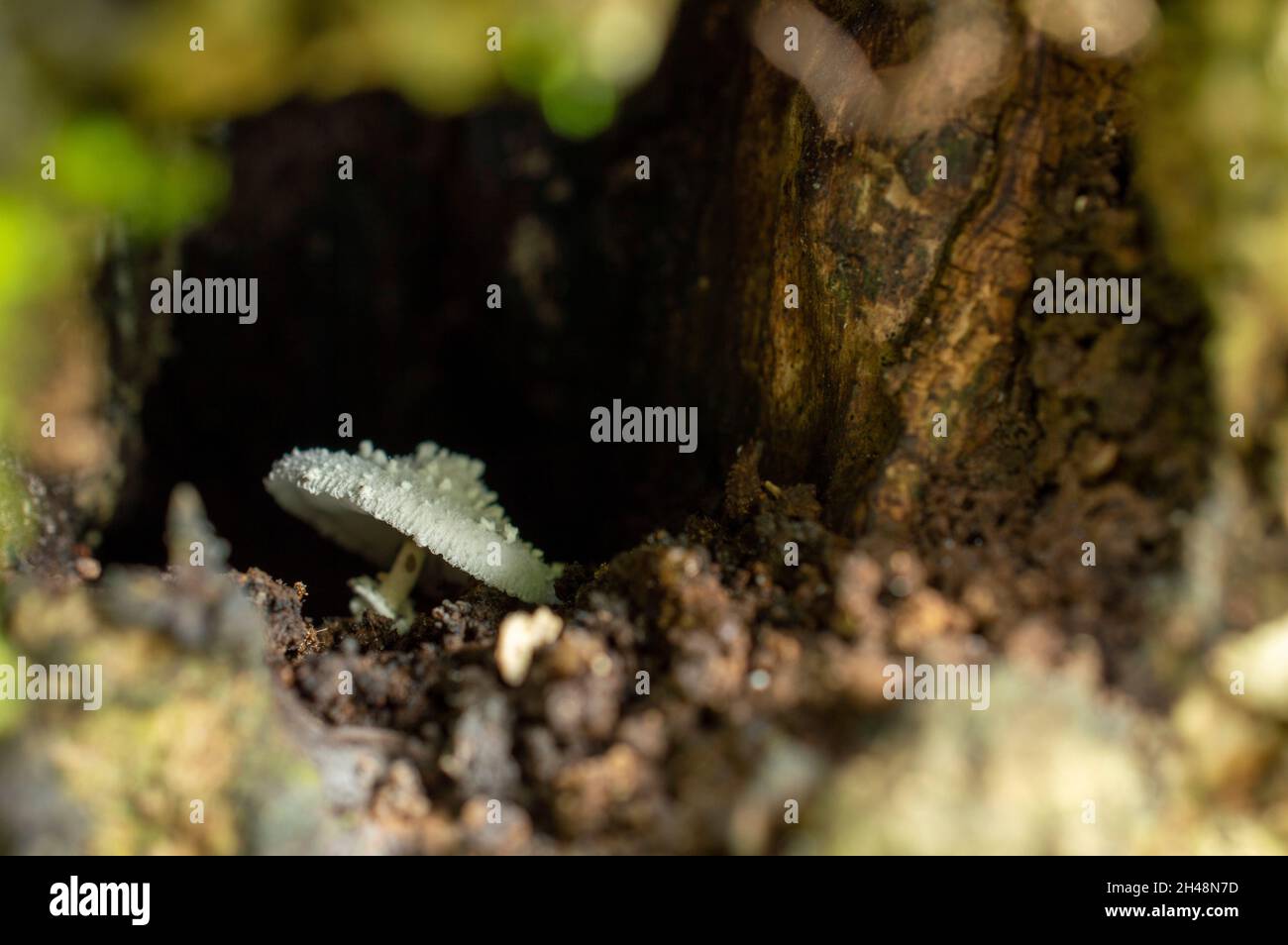 Cap pileus hi-res stock photography and images - Alamy
