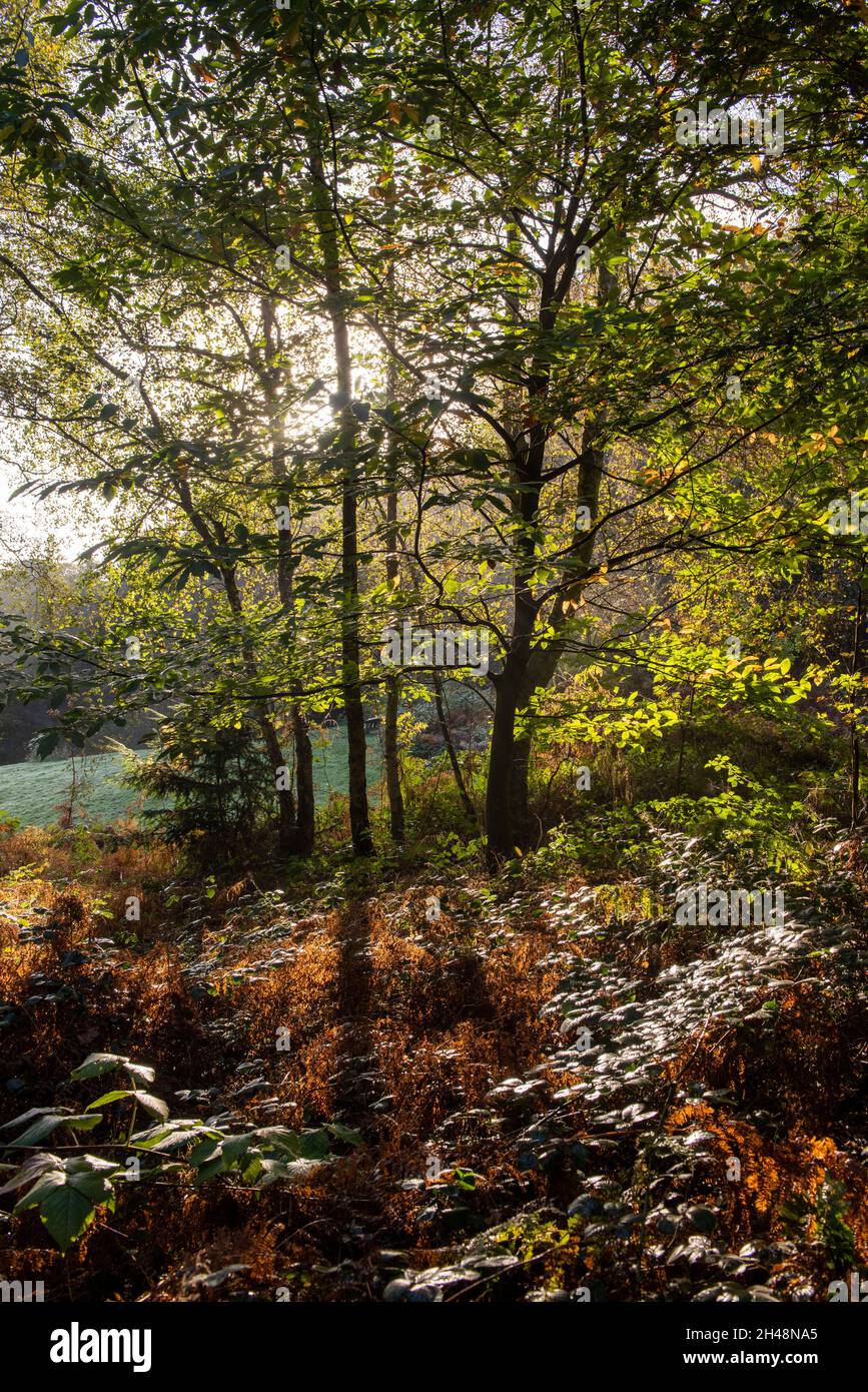 Autumn at Bestwood Country Park, Nottingham Nottinghamshire England UK ...
