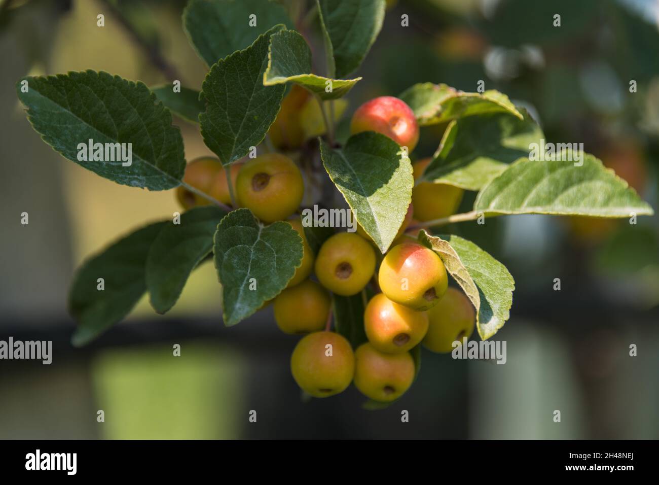 yellow berry with leaves on a branch of a bush Stock Photo - Alamy