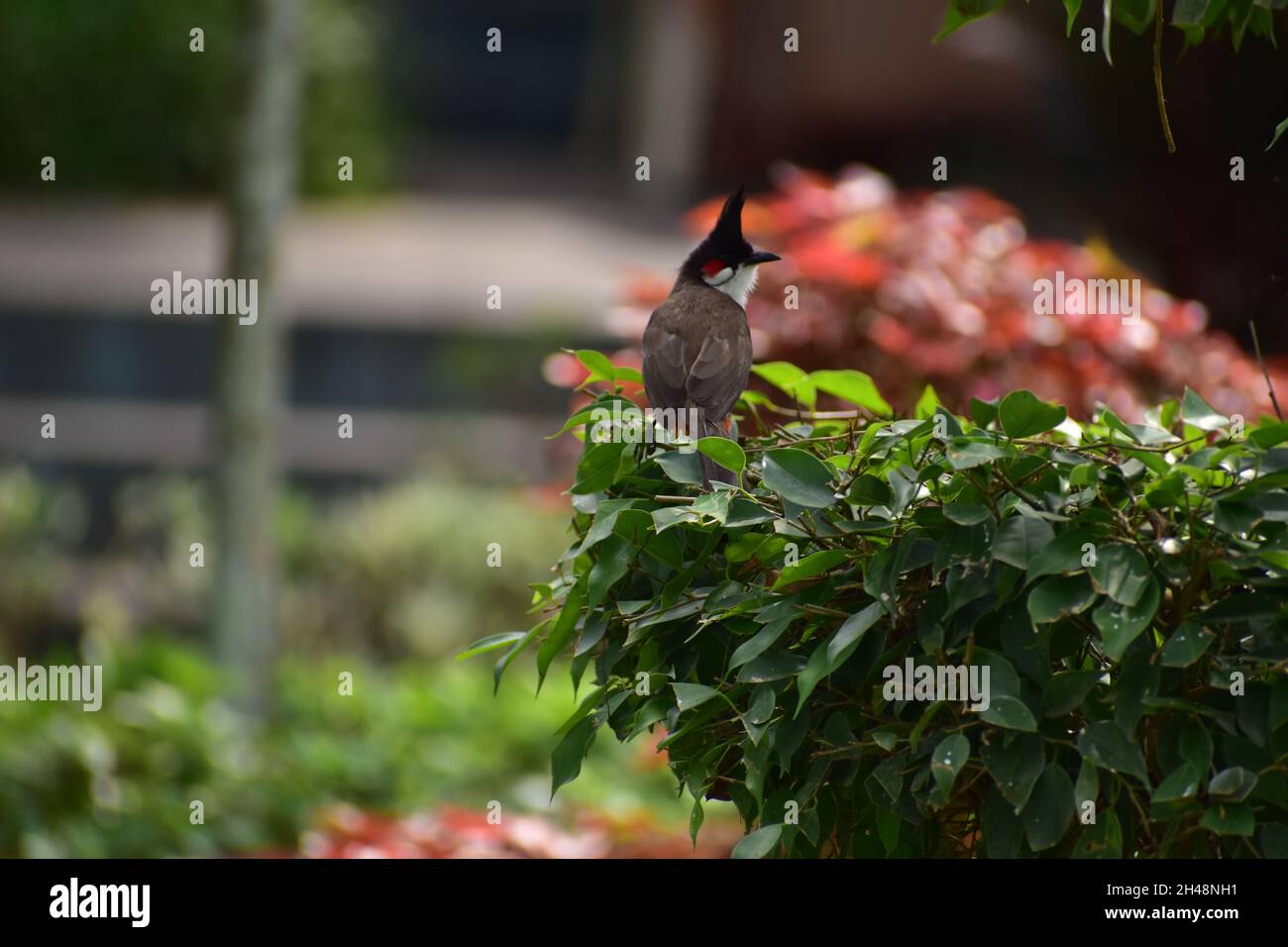 Red whiskered bulbul sitting on a tree in focus with green leaves Stock ...