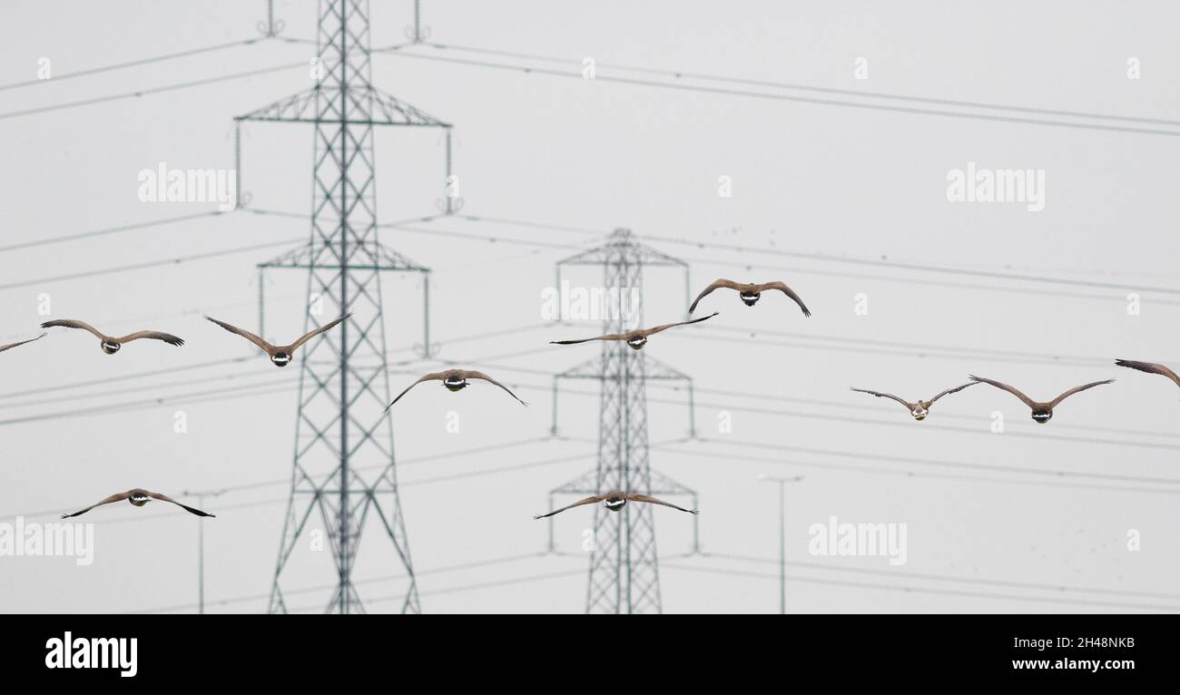 Flock of beautiful lovely geese flying high in the sky around electric ...