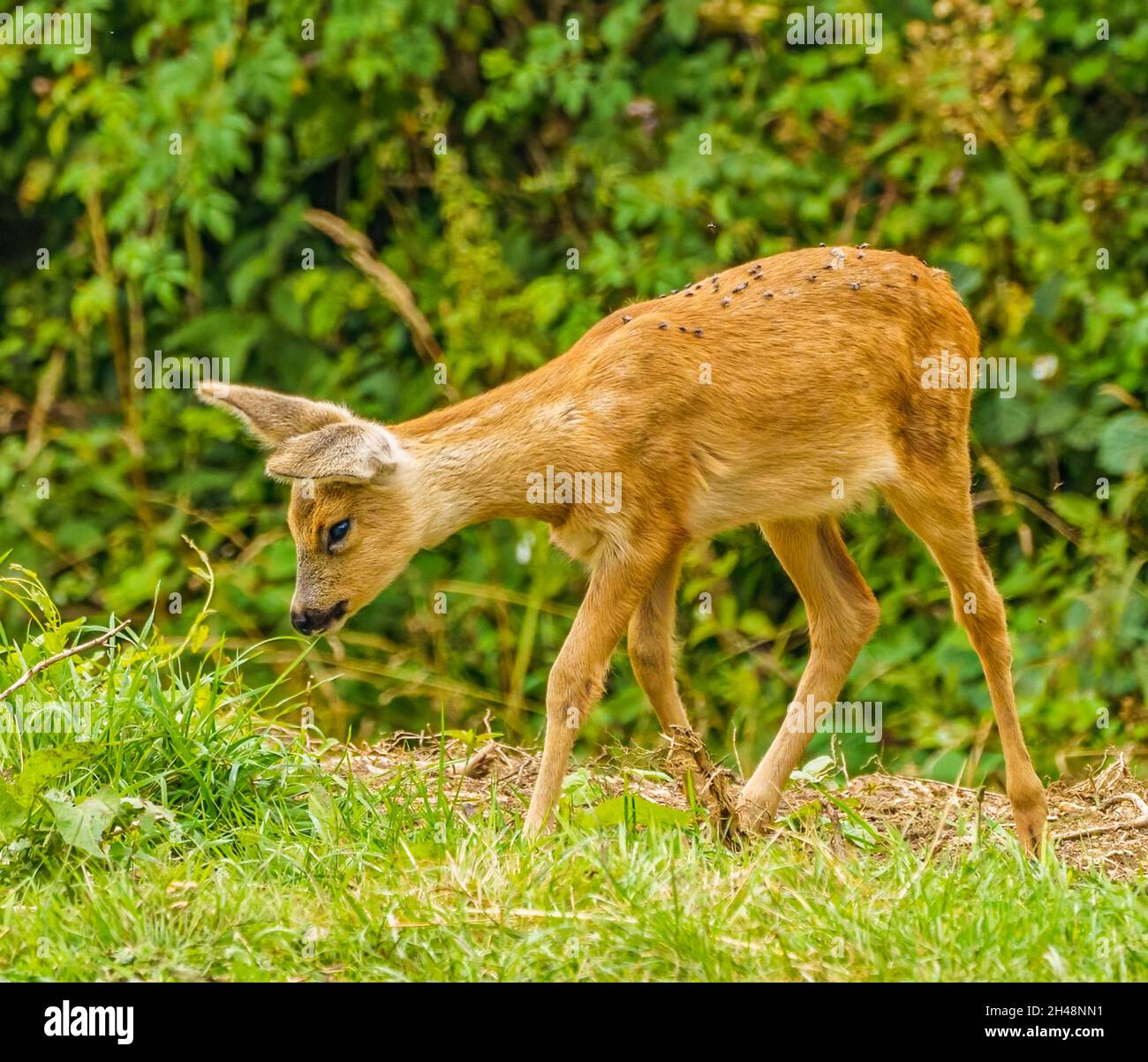 Large faun hi-res stock photography and images - Alamy