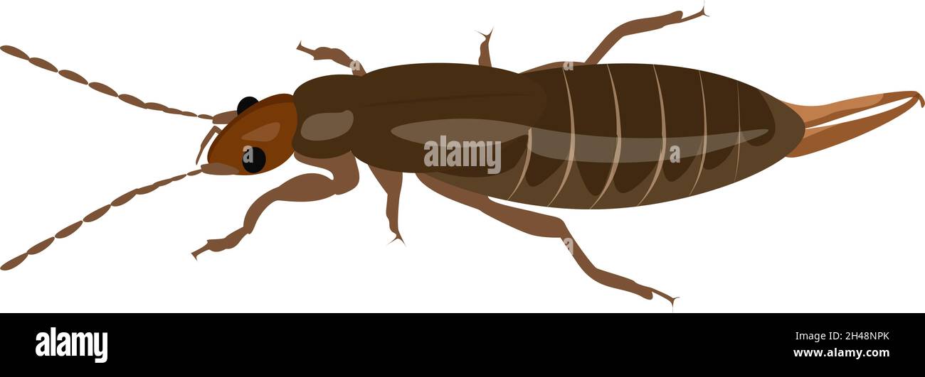 Earwig bug, illustration, vector on a white background Stock Vector ...