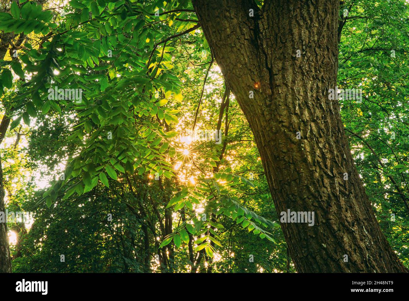Summer Sun Shining Through Canopy Of Tall Trees. Sunlight In Dec Stock ...