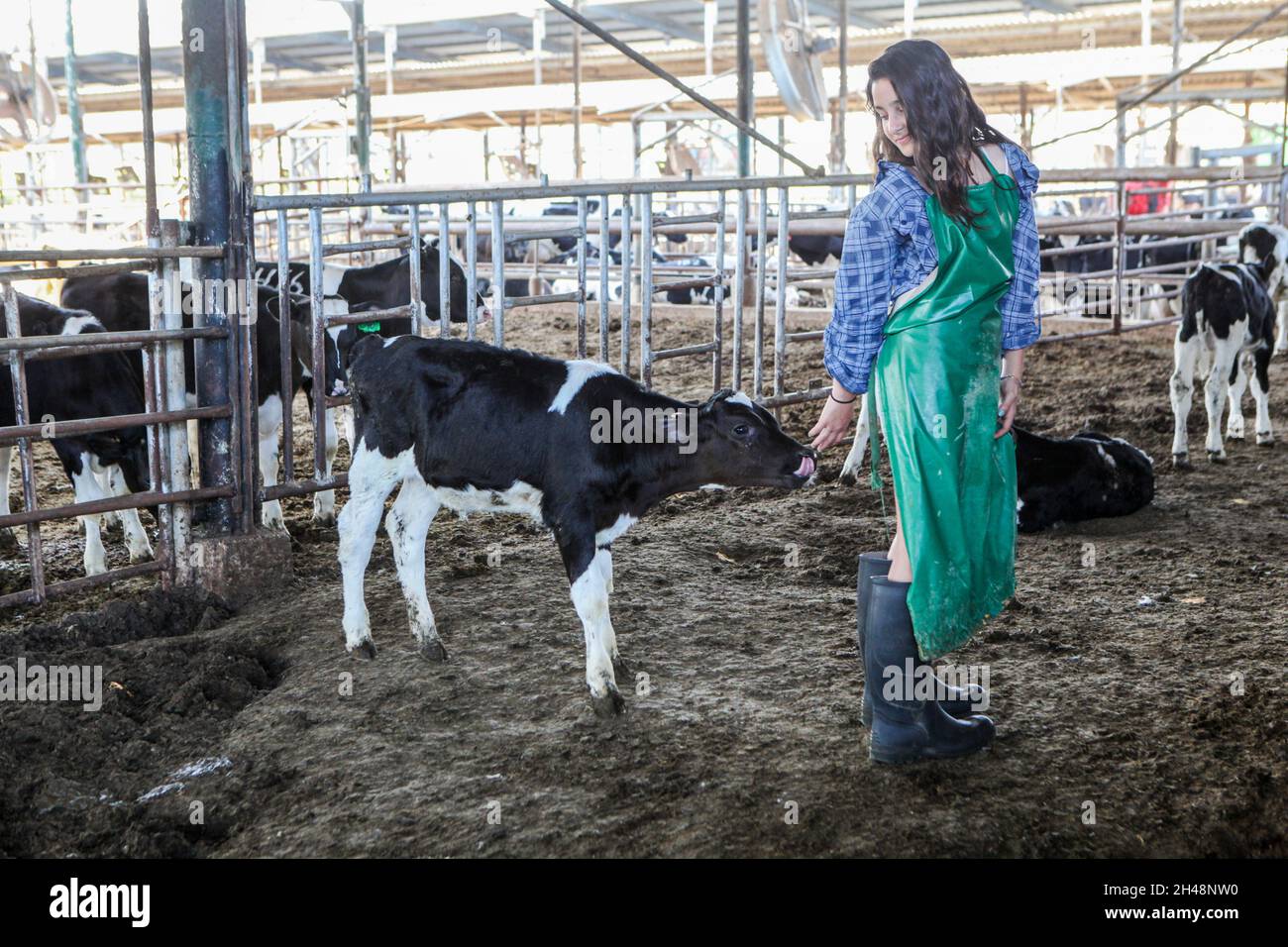Teen girl cares for the calves born on a dairy farm Stock Photo - Alamy