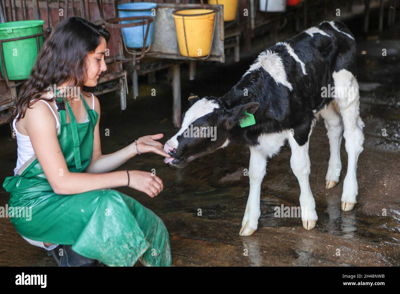 Teen girl cares for the calves born on a dairy farm Stock Photo - Alamy