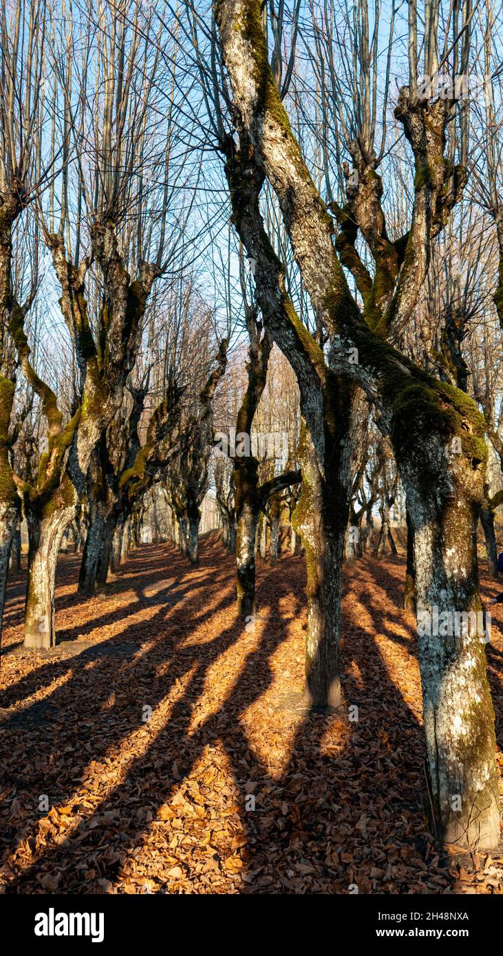 Old Linden Alley, Katvaru Manor Park, Latvia Looks So Ghostly Spoky ...