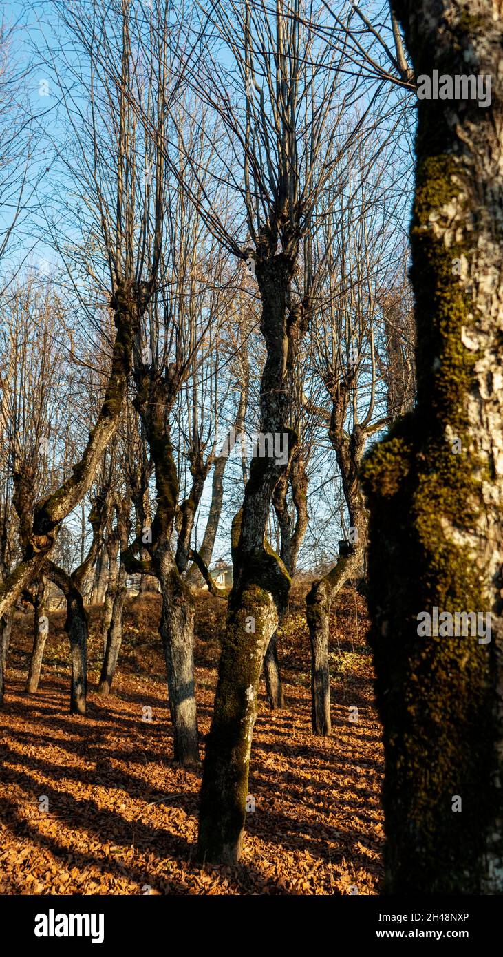 Old Linden Alley, Katvaru Manor Park, Latvia Looks So Ghostly Spoky ...