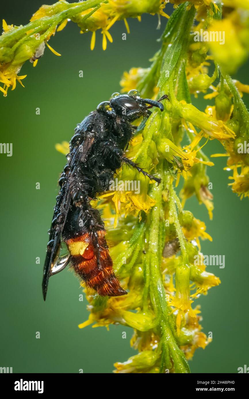 Two-spotted Scoliid Wasp (Scolia dubia) patiently waits to dry out on ...