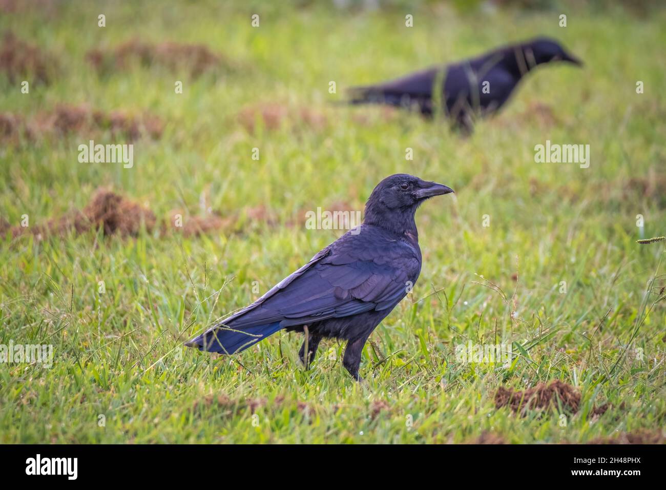Fish crows (Corvus ossifragus) check the lawn for insects. Raleigh ...