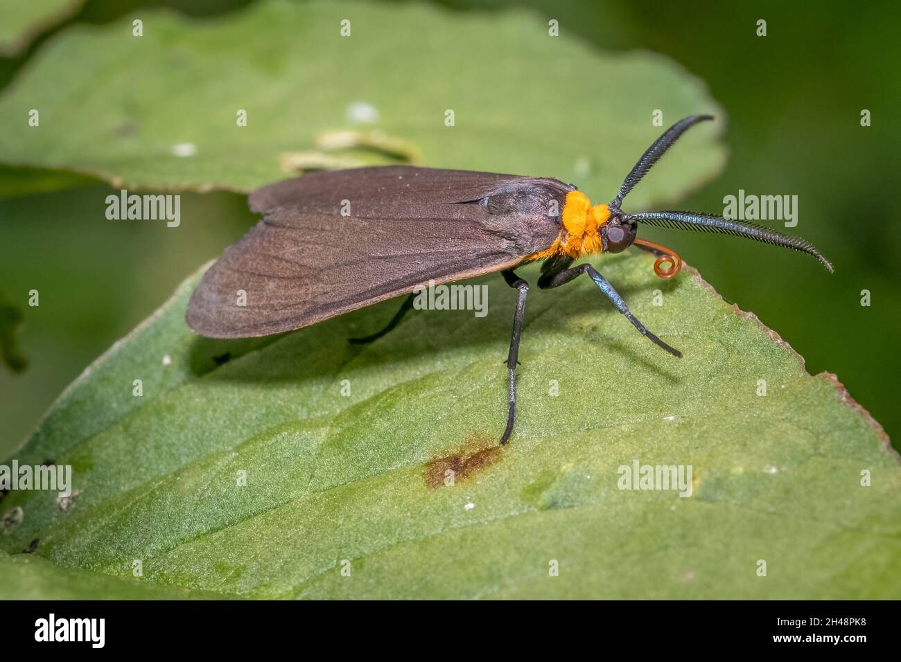 Fuzzy yellow moth hi-res stock photography and images - Alamy