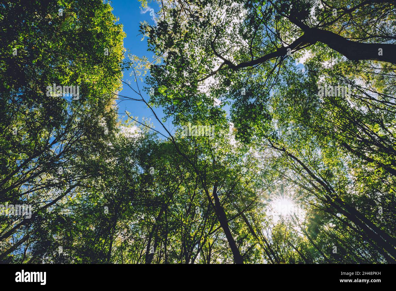 Spring Sun Shining Through Canopy Of Tall Trees. Sunlight In Tropical ...
