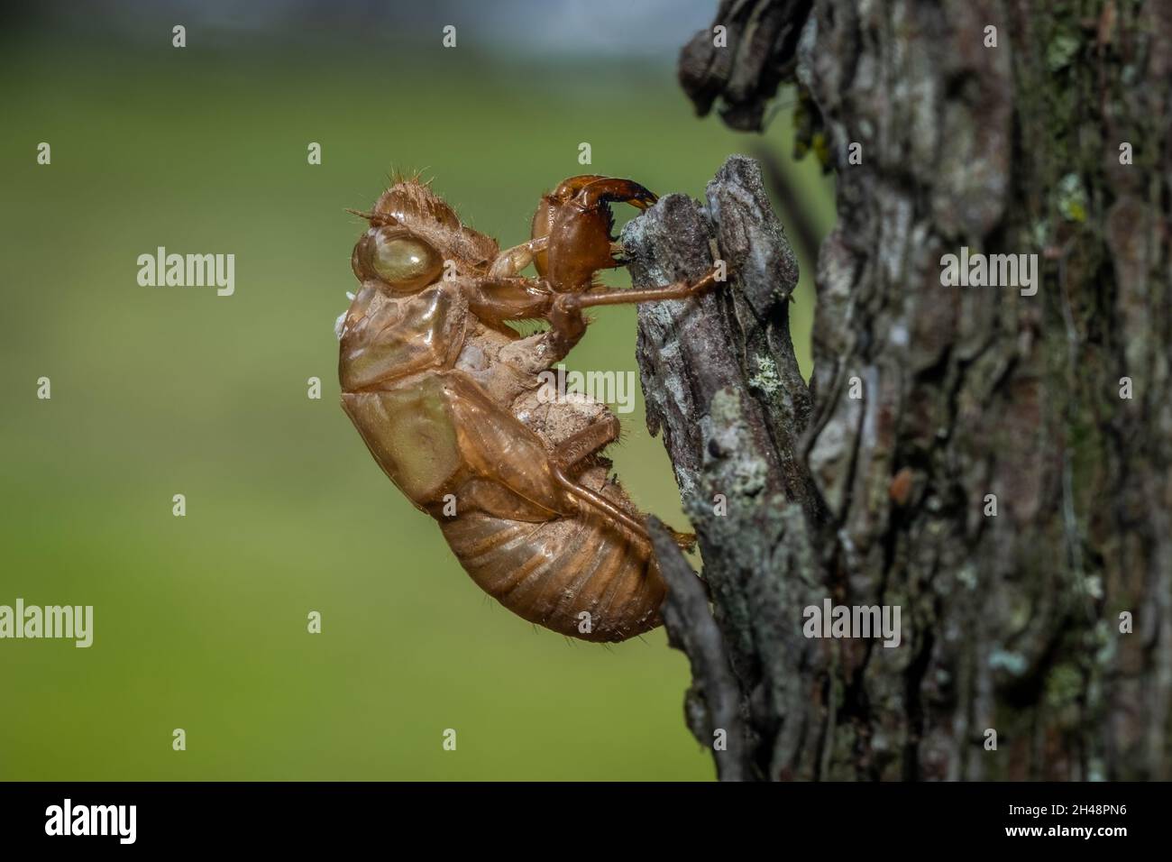 The exuviae, exoskeleton, or shell of a cicada attached to a sliver of ...