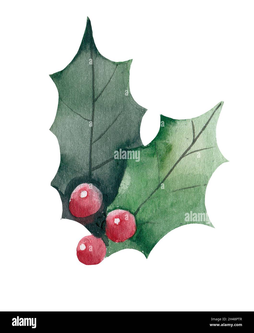 Watercolor Christmas Holly. Hand painting. Watercolor. Illustration for ...