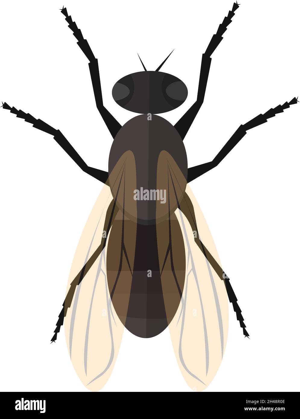 House fly, illustration, vector on a white background Stock Vector ...