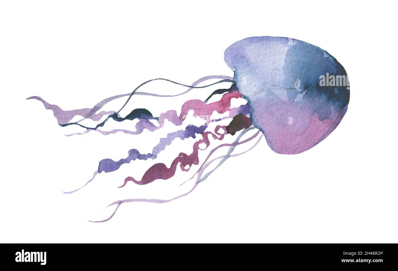 Sea jellyfish watercolor medusa illustration in the ocean underwater ...