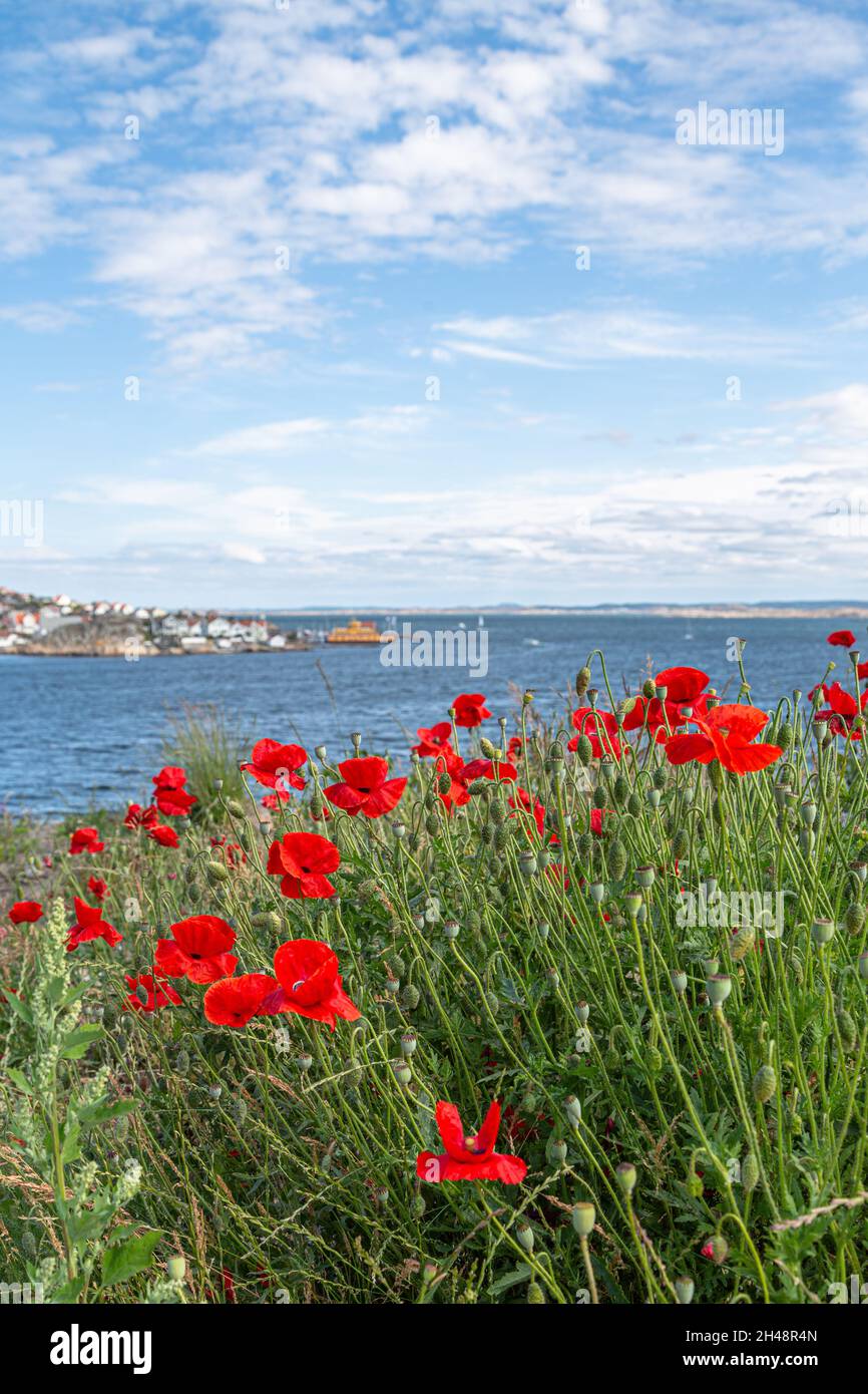 Seaside view over Swedish West Coast. Gothenburg archipelago Stock ...