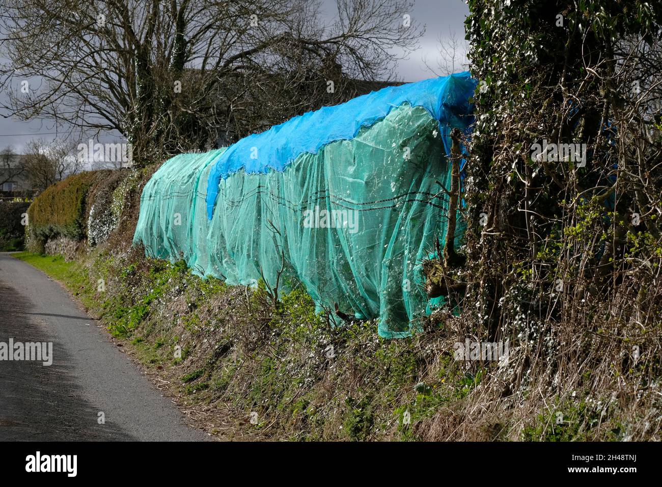 Bird Nest Hedge High Resolution Stock Photography and Images - Alamy