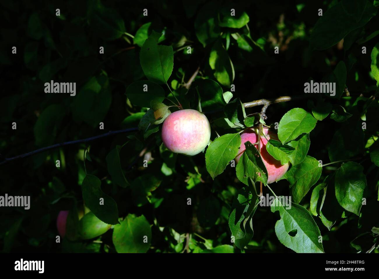 Garden apple tree summer shade hi-res stock photography and images - Alamy