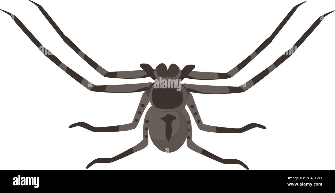 Huntsman spider illustration hi-res stock photography and images - Alamy