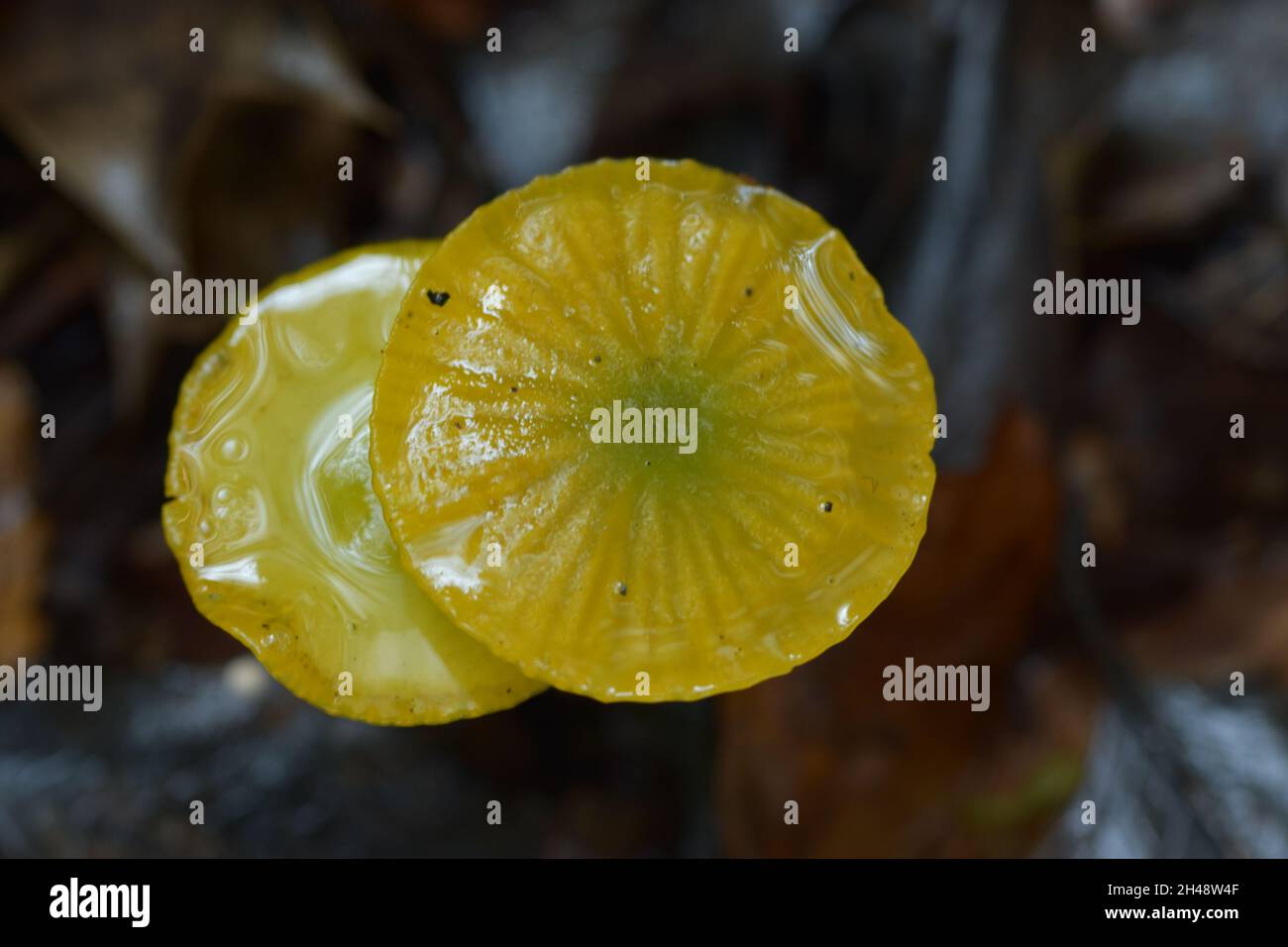 Parrot mushroom hi-res stock photography and images - Alamy