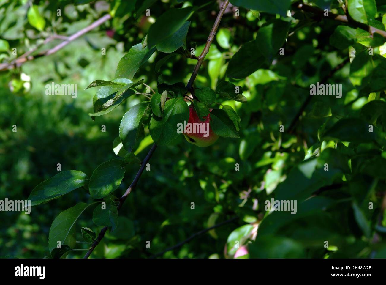 Garden apple tree summer shade hi-res stock photography and images - Alamy