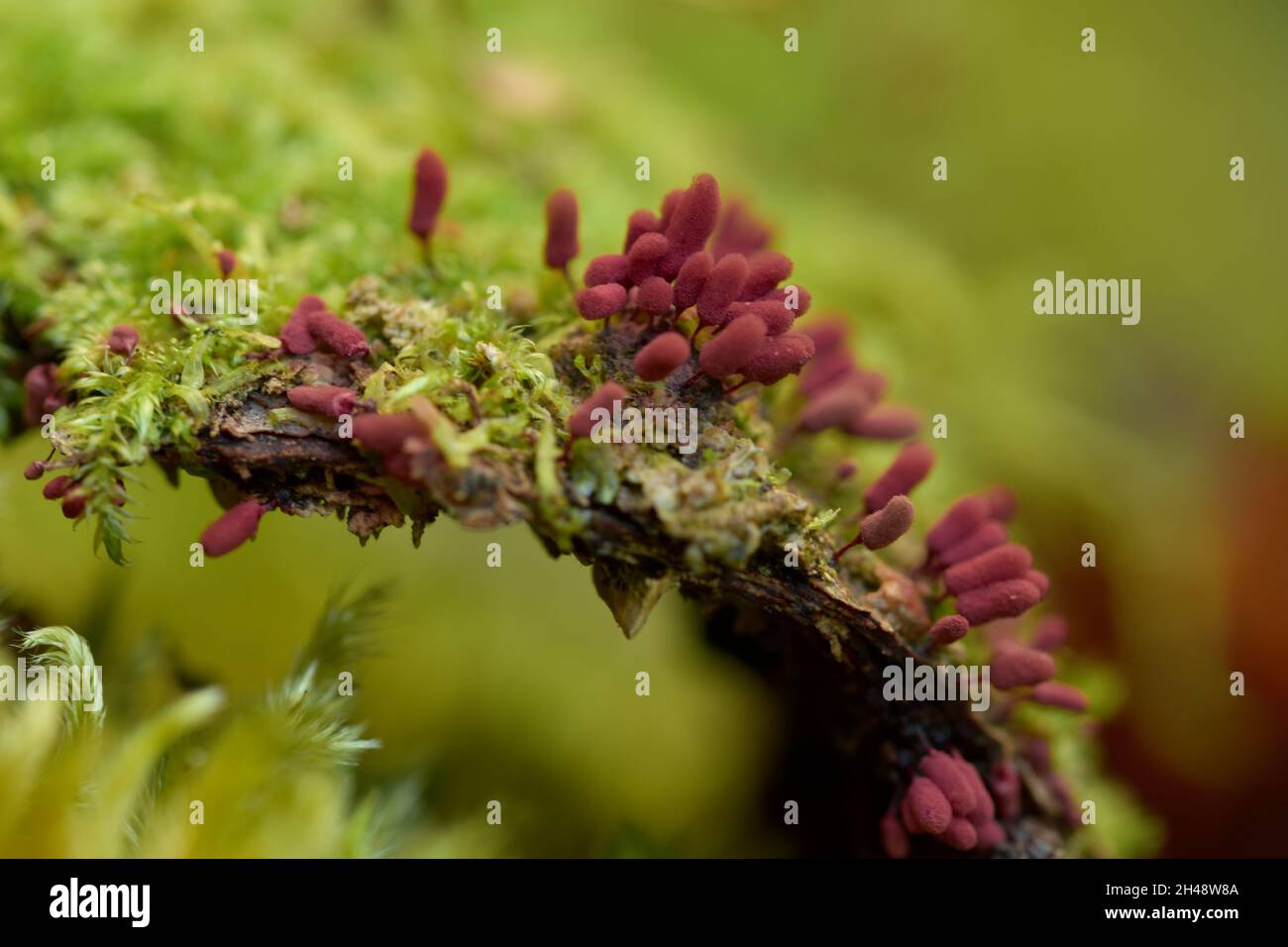 Red slime mould fungi Stock Photo - Alamy