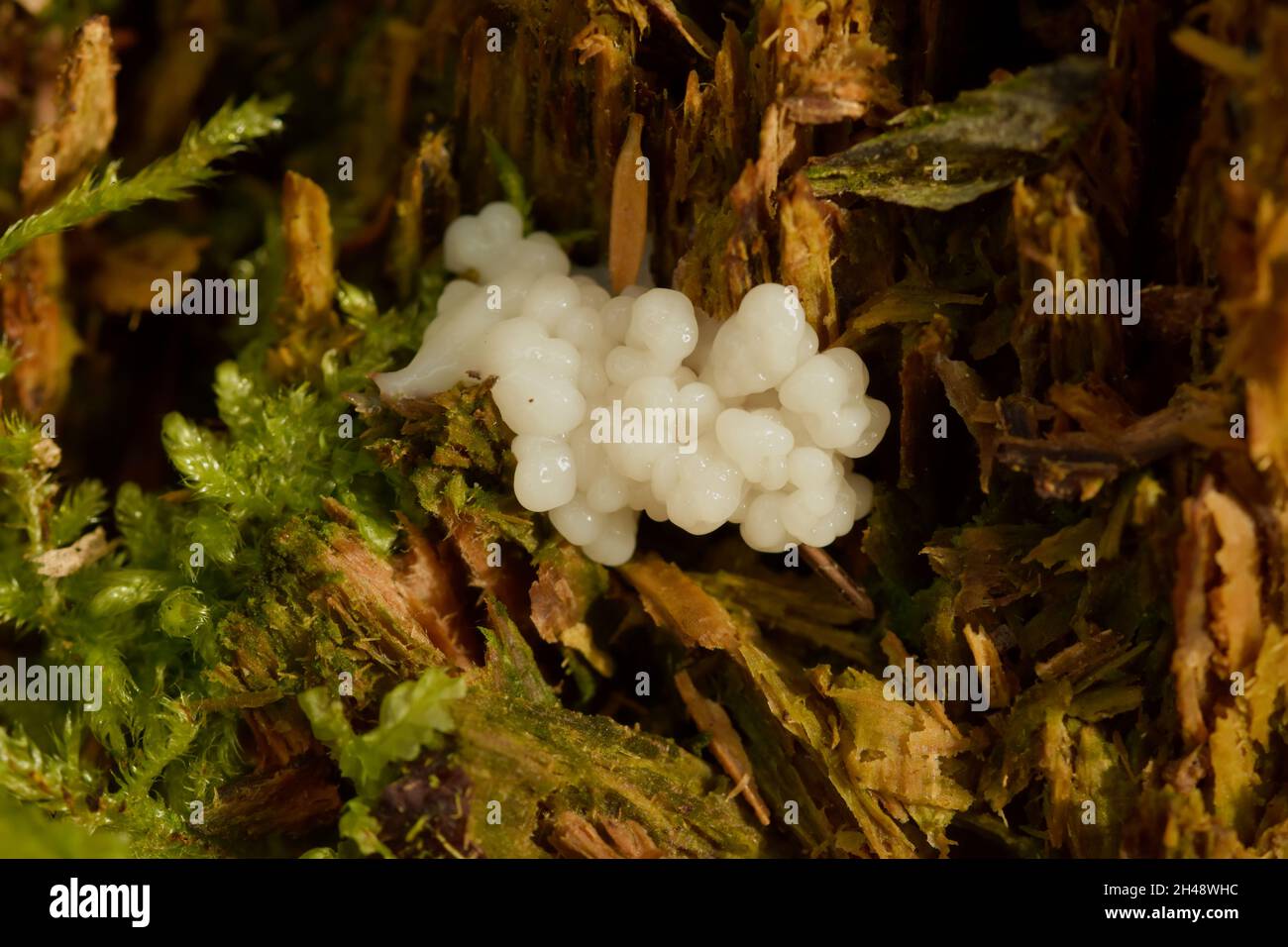 White slime hi-res stock photography and images - Alamy