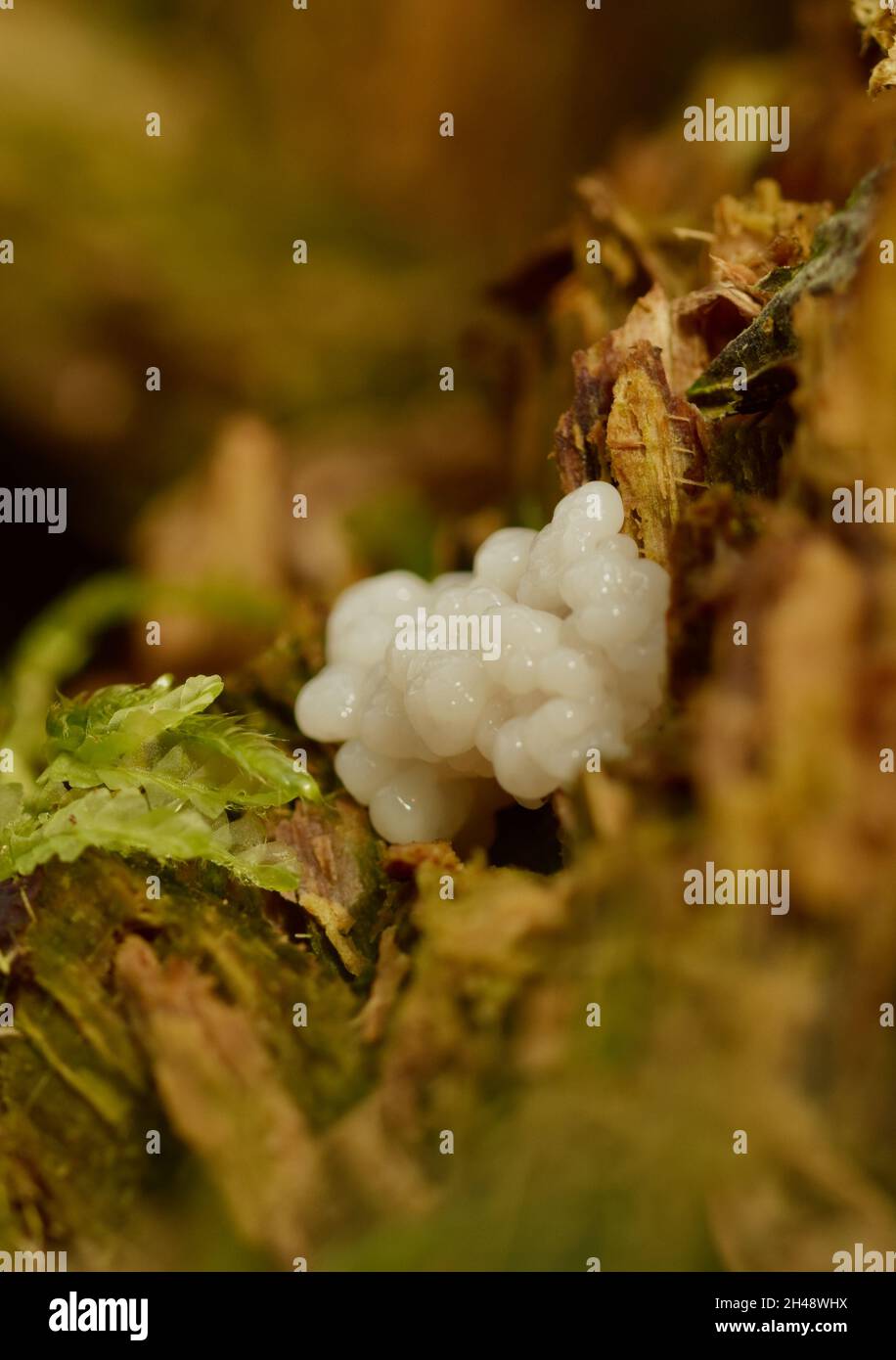 White slime mould Stock Photo - Alamy