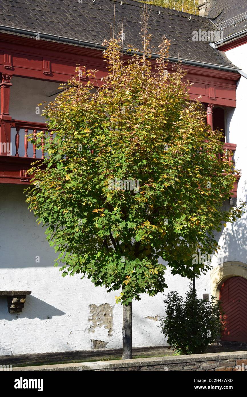 autumn tree in the Oberburg Stock Photo - Alamy