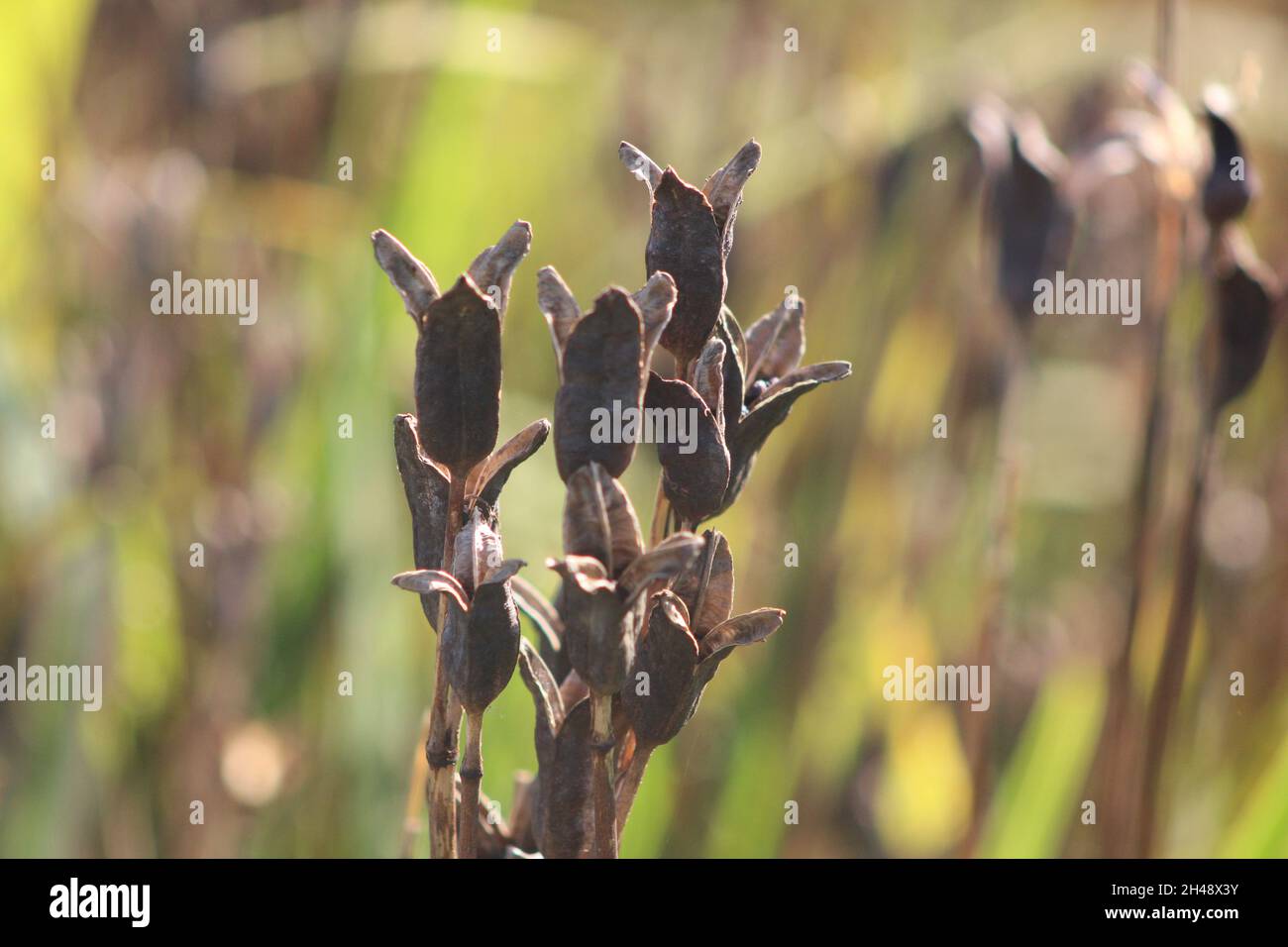 Brown Capsule Plant Stock Photo - Alamy