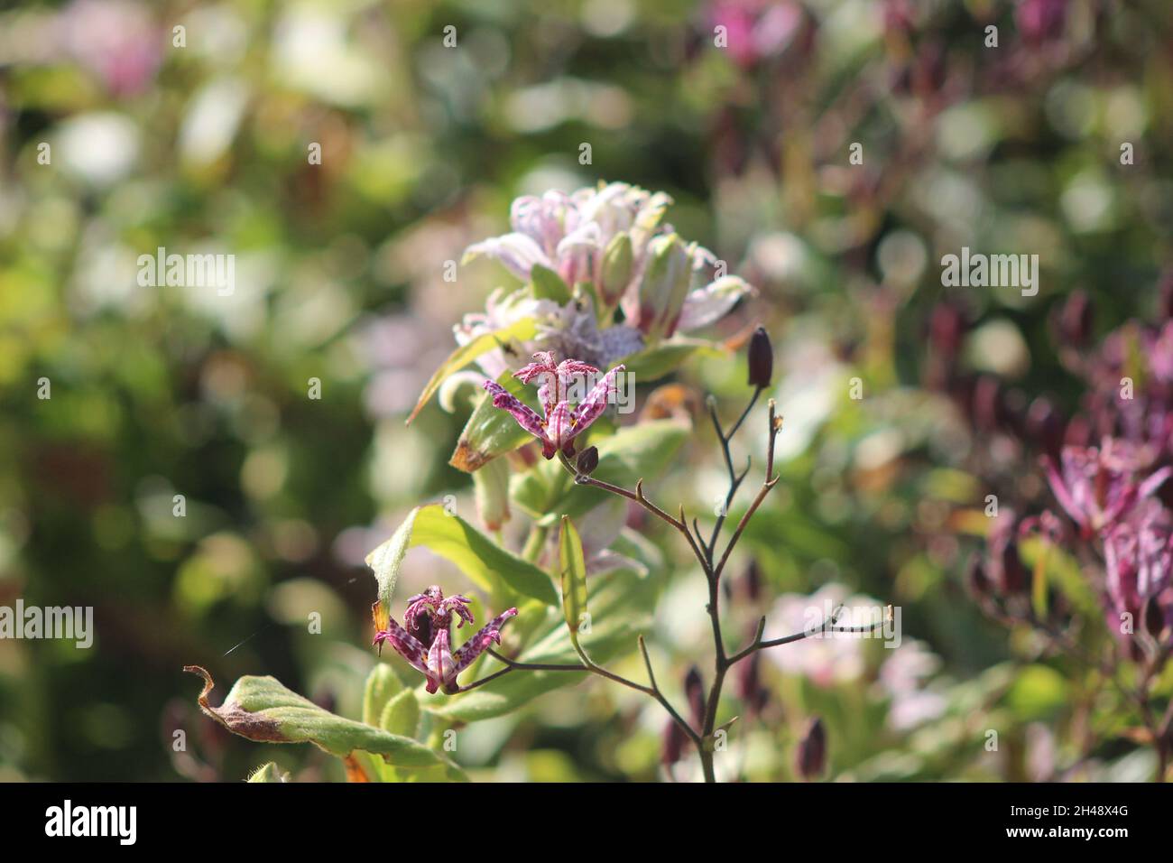 Pink floral structures hi-res stock photography and images - Alamy