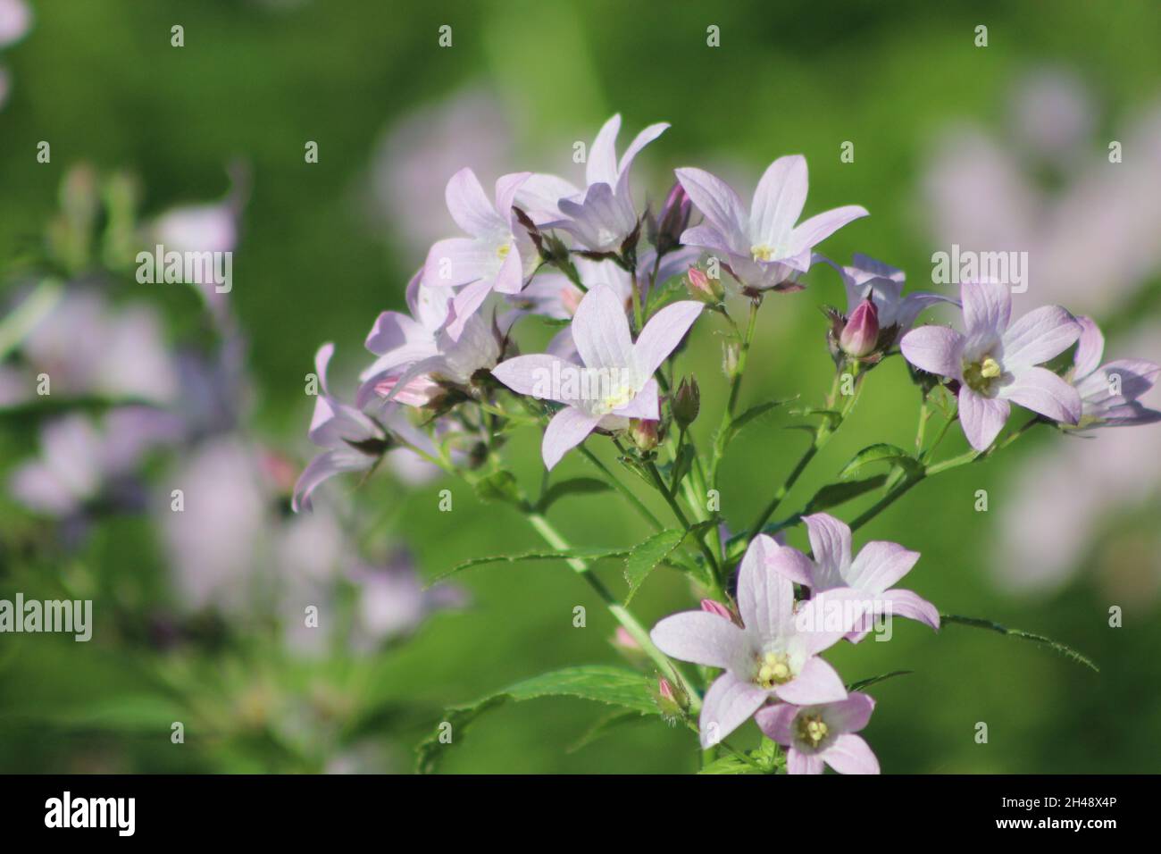 Light Pink Flower Stock Photo - Alamy