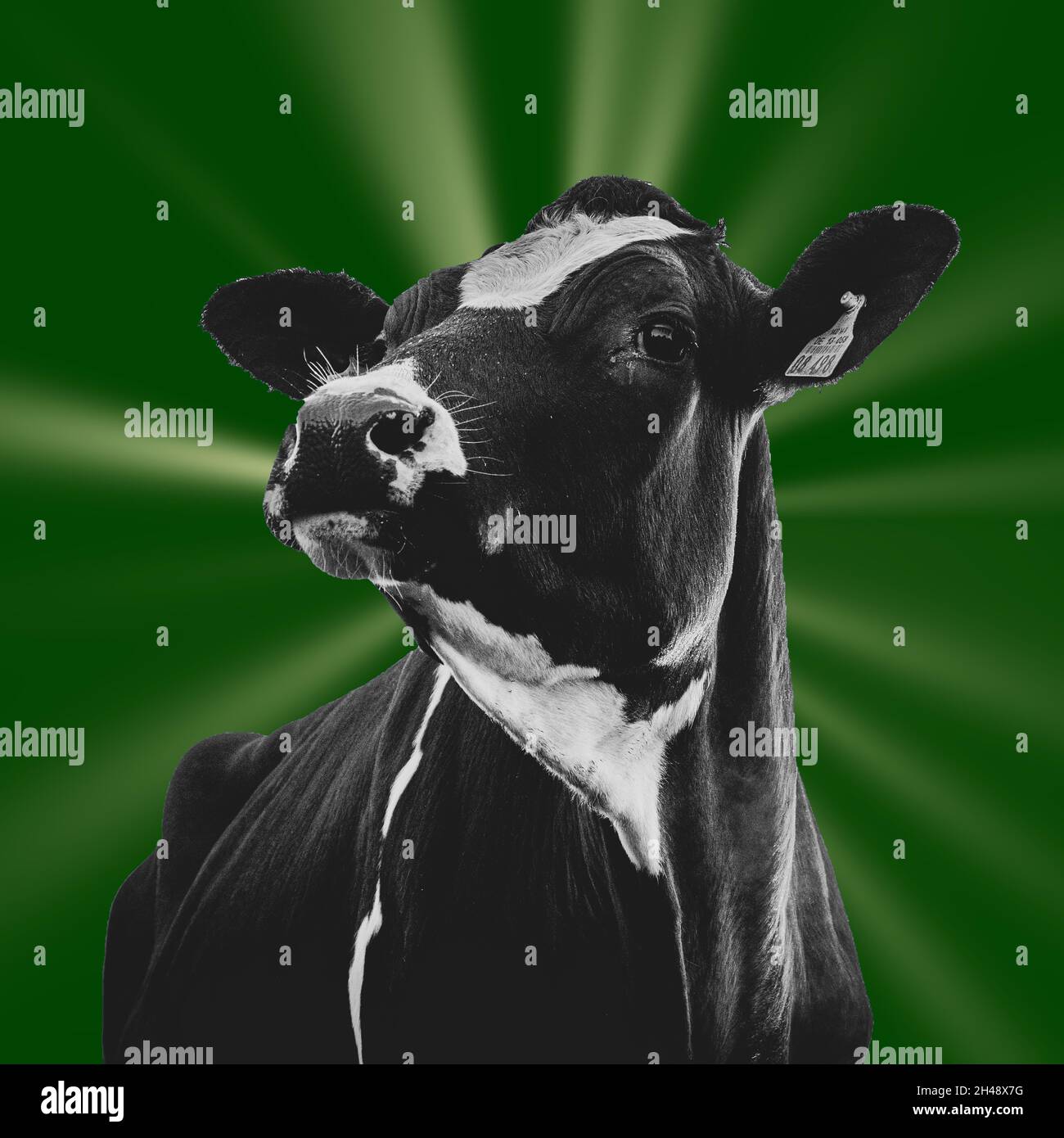 a portrait of a black shining cow against a green background Stock ...