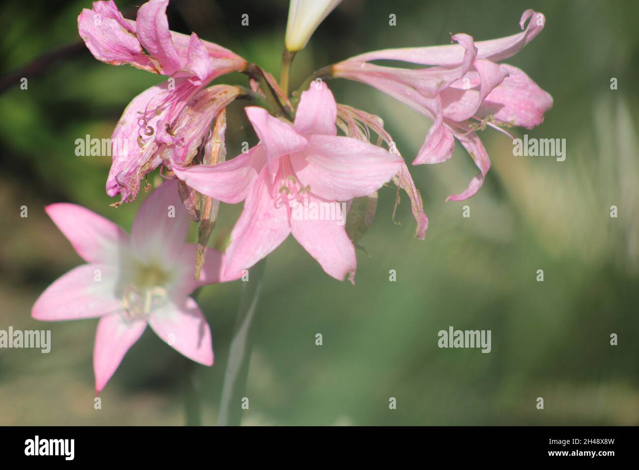 Light Pink Flower Stock Photo - Alamy