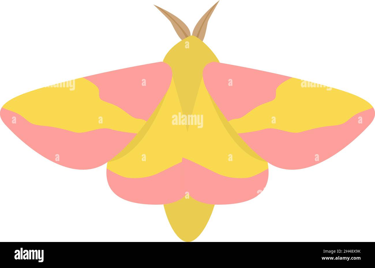 Rosy maple moth Stock Vector Images - Alamy