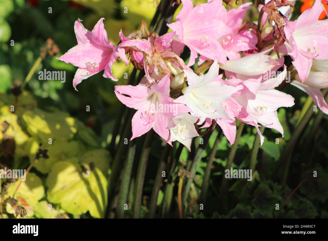 Light pink sepals hi-res stock photography and images - Alamy