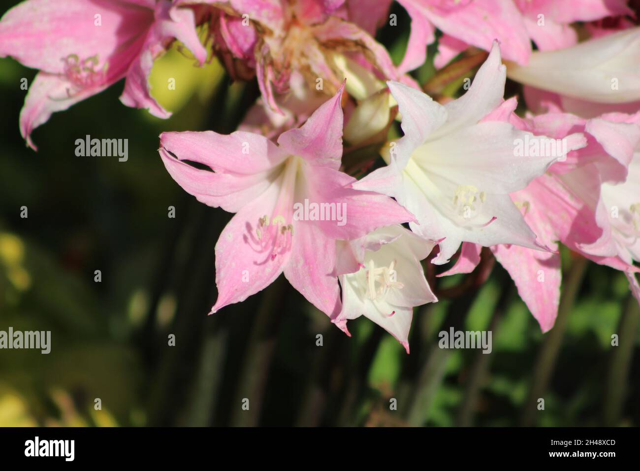 Light Pink Flower Stock Photo - Alamy