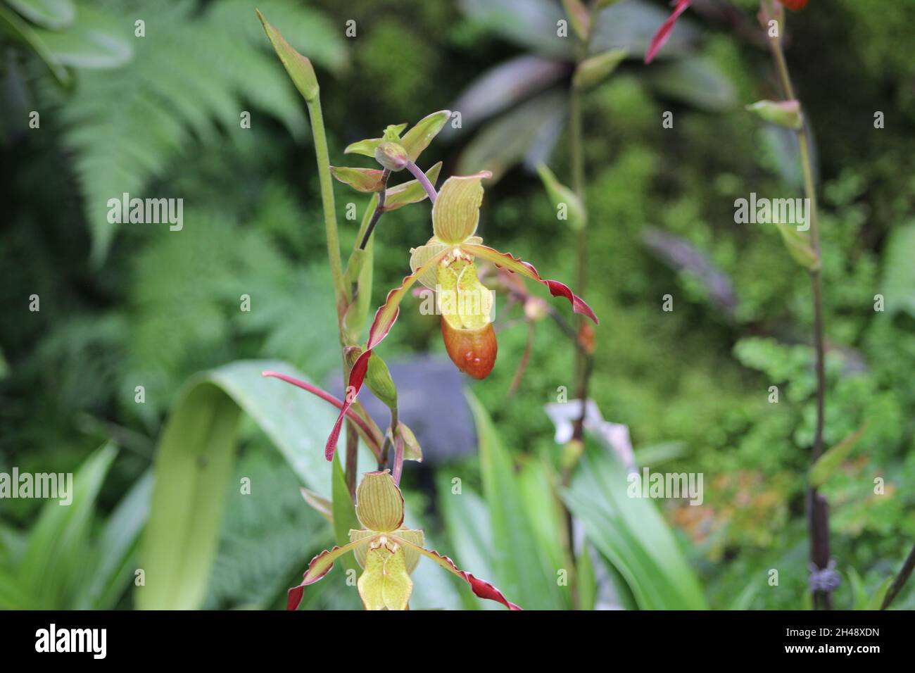 Orchid structures hi-res stock photography and images - Alamy